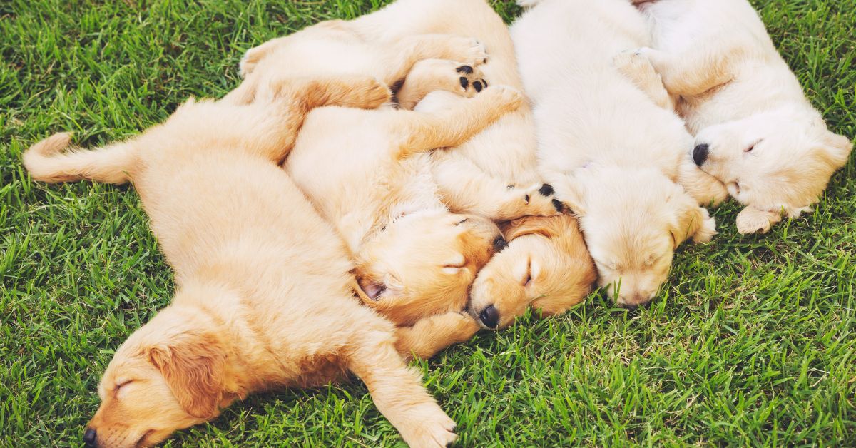 Pris på Golden Retriever valp – Tamhund