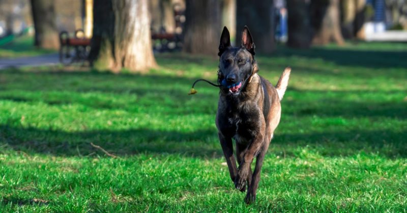 Belgisk schæfer – Tamhund