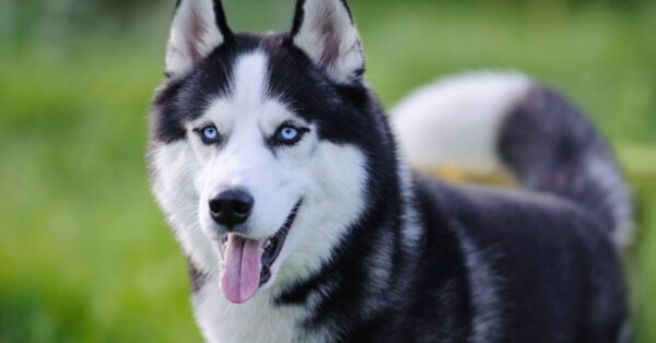 Husky typer – Tamhund