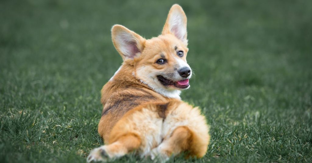 Pris på Corgi valp – Tamhund