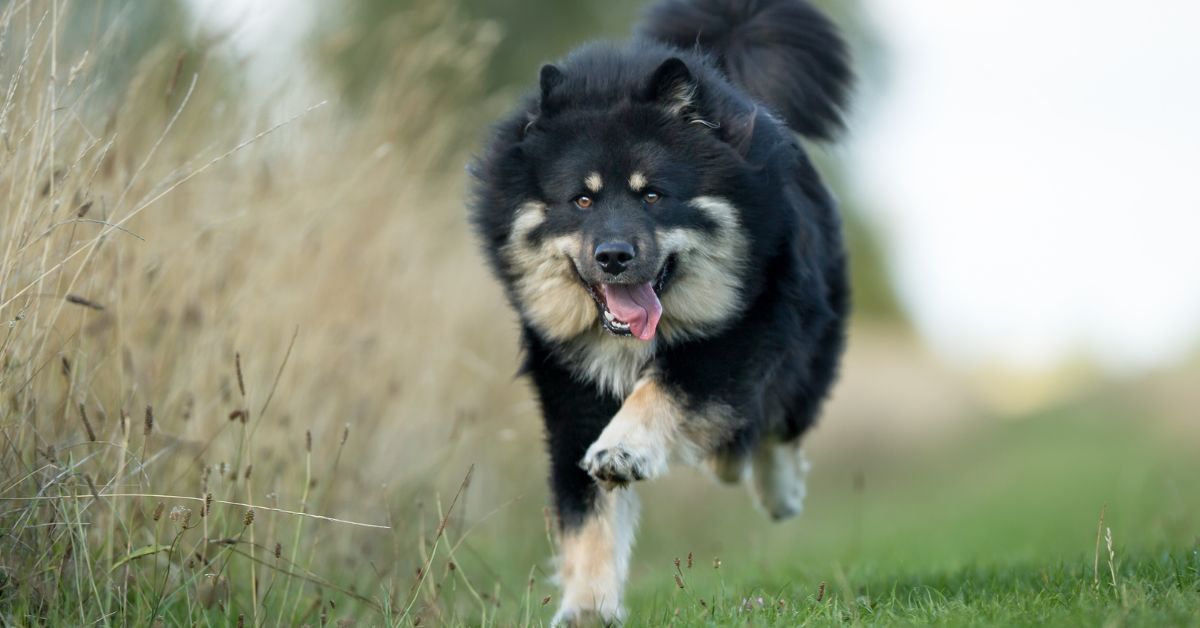 Finsk lapphund som førstegangshund – Tamhund