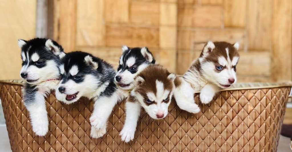 Husky som familiehund – Tamhund