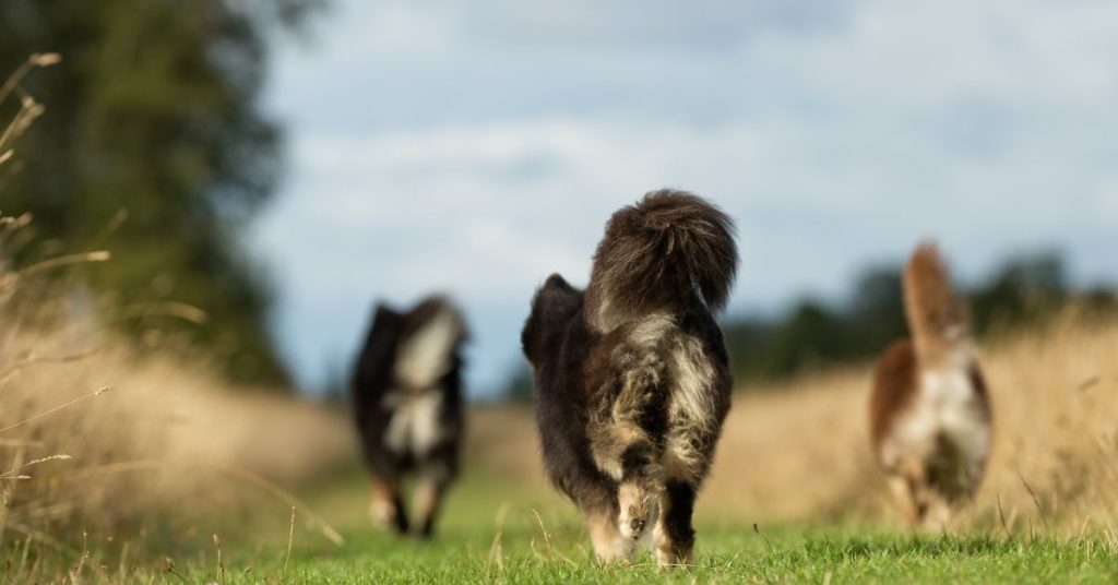 Røyting hos finsk lapphund – Tamhund