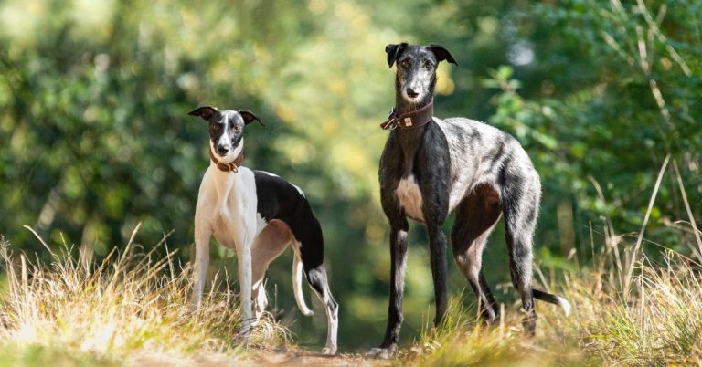 Italiensk mynde vs Whippet – Tamhund