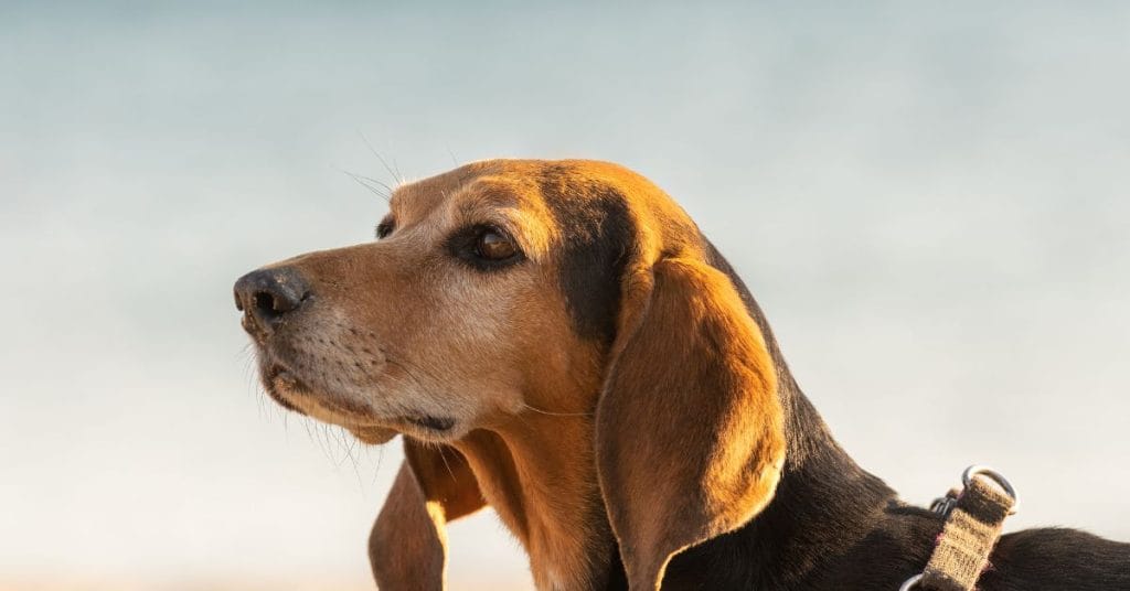 Hund med lange ører – Tamhund