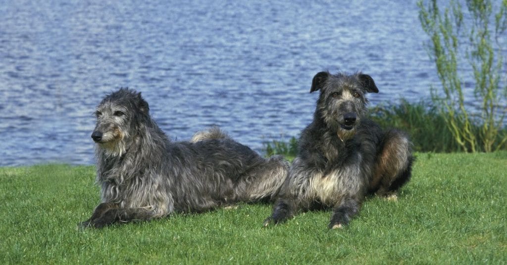 Skotsk hjortehund – Tamhund