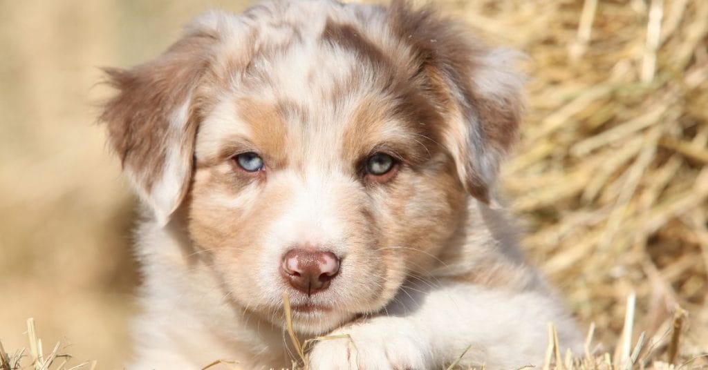 Valp av australsk gjeterhund – Tamhund