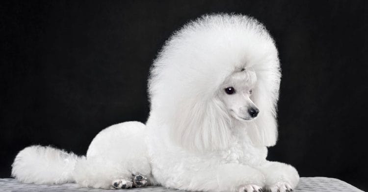 Løveklipp av puddel – Tamhund